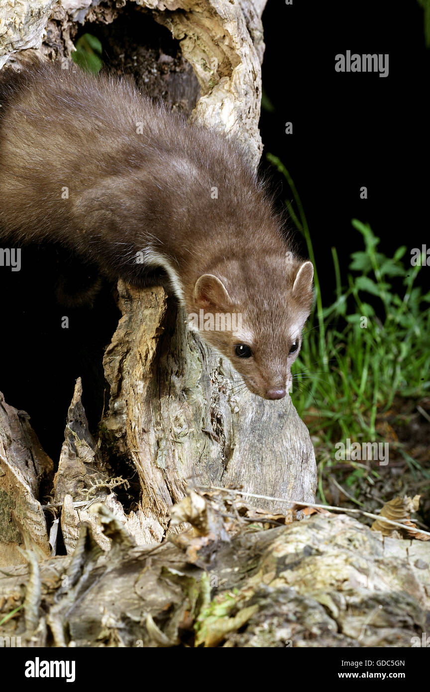 Auf beute steinmarder -Fotos und -Bildmaterial in hoher Auflösung – Alamy