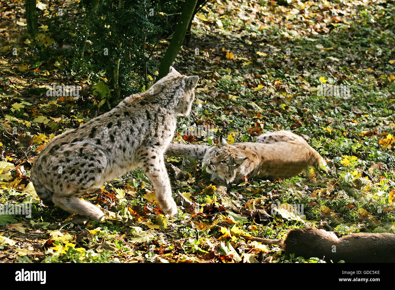 Luchs paar -Fotos und -Bildmaterial in hoher Auflösung – Alamy