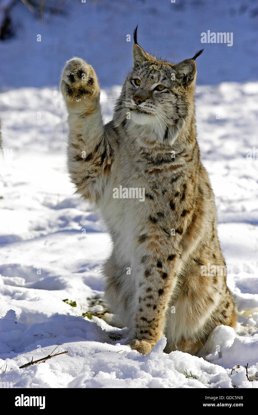 Europäische Luchs, Felis Lynx, Erwachsene auf Schnee hält seine Pfote ...