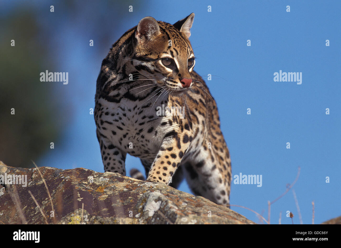 Ozelot pardalis Pardalis, ADULT ON ROCK Stockfotografie - Alamy