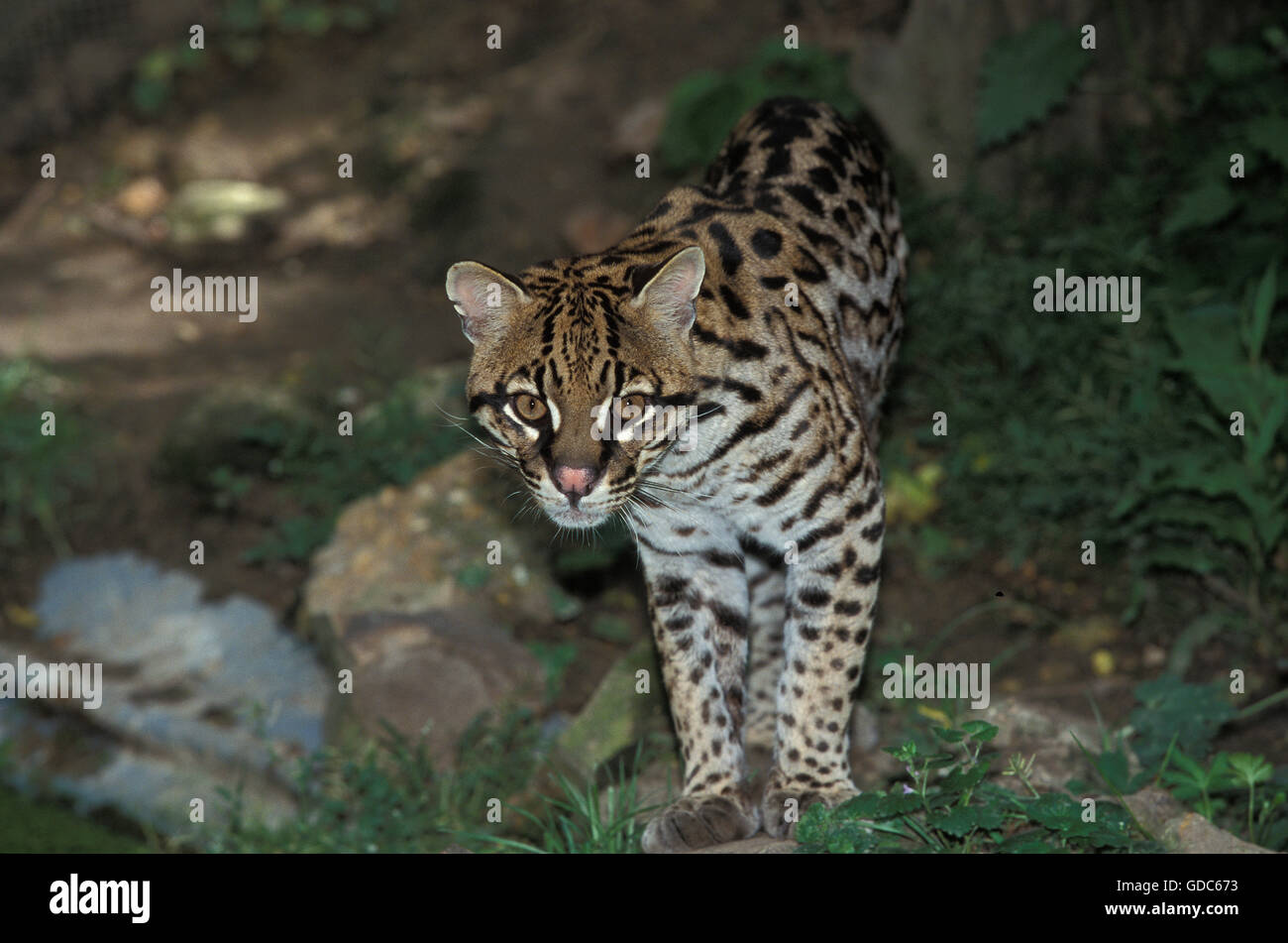 Der ozelot -Fotos und -Bildmaterial in hoher Auflösung – Alamy