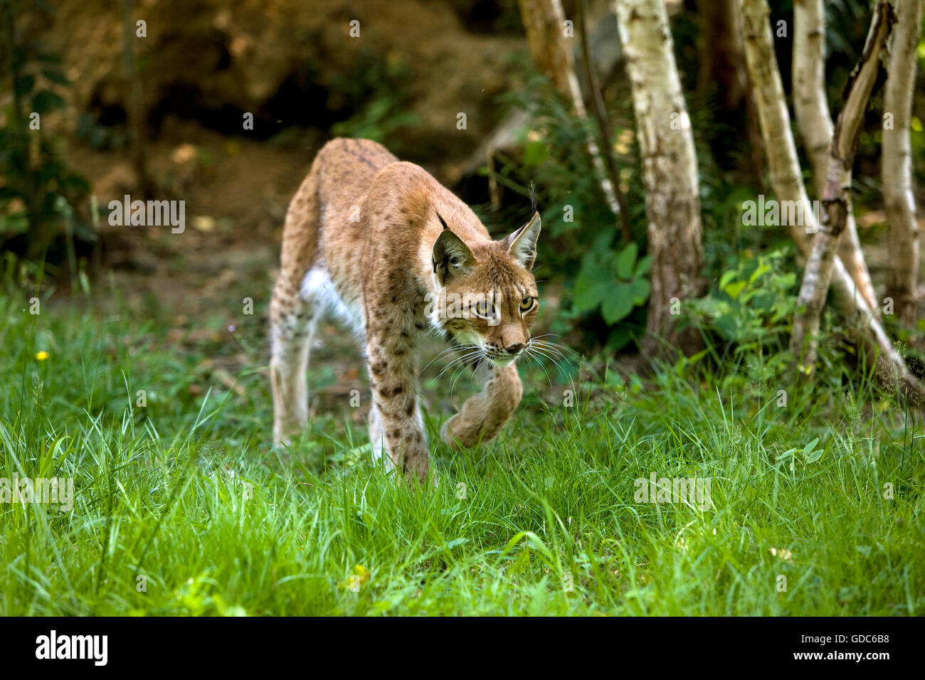 Russischer luchs -Fotos und -Bildmaterial in hoher Auflösung – Alamy