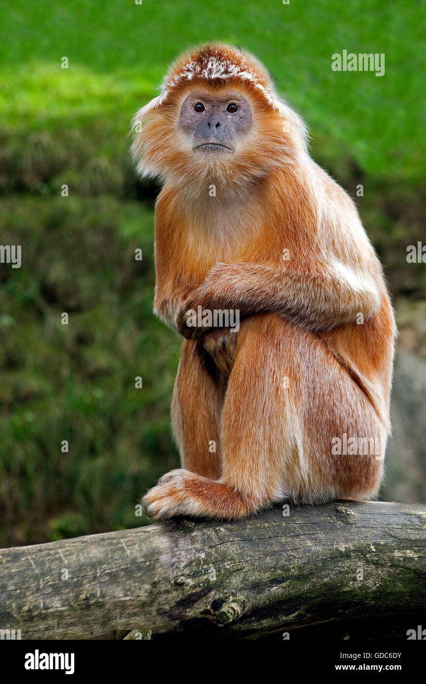 Lutung trachypithecus auratus -Fotos und -Bildmaterial in hoher ...