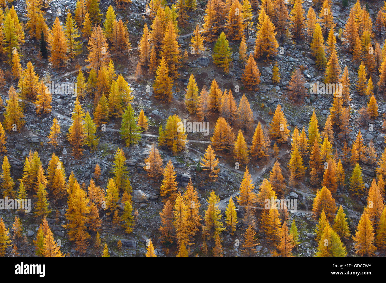 Nadelwald von oben -Fotos und -Bildmaterial in hoher Auflösung – Alamy