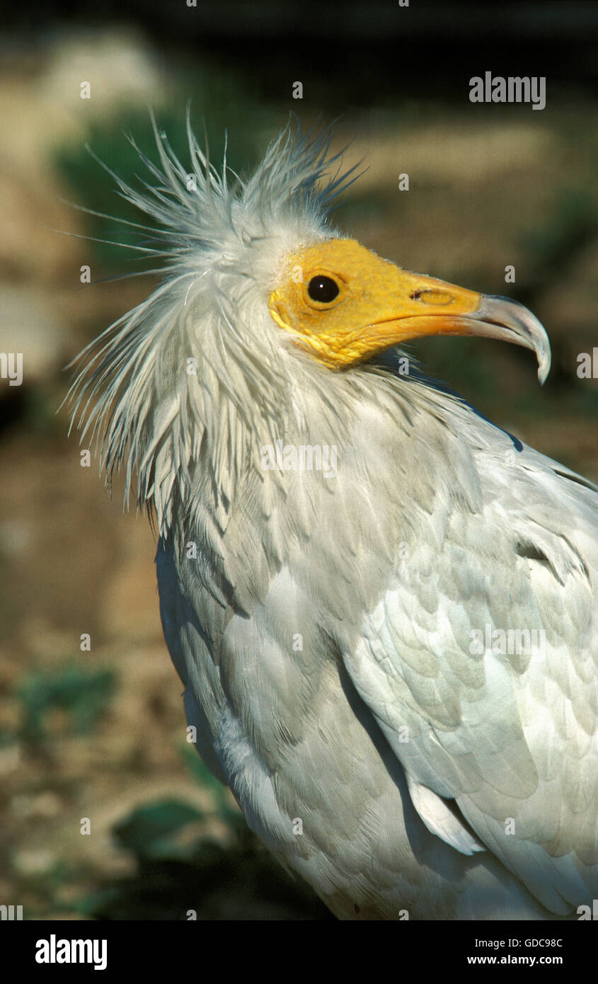 Neophron Percnopterus Stockfotos und -bilder Kaufen - Alamy