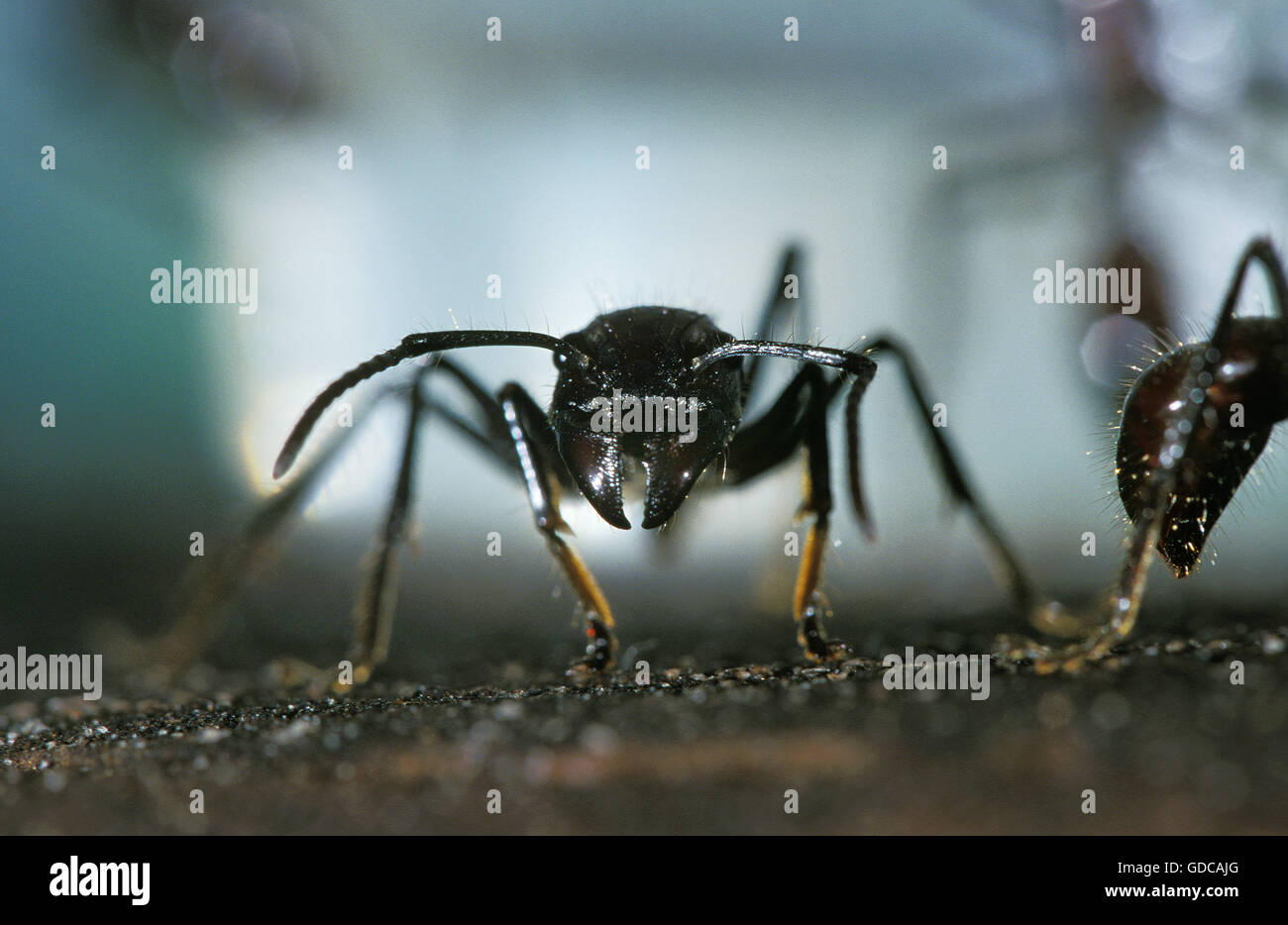 Bullet ants -Fotos und -Bildmaterial in hoher Auflösung – Alamy
