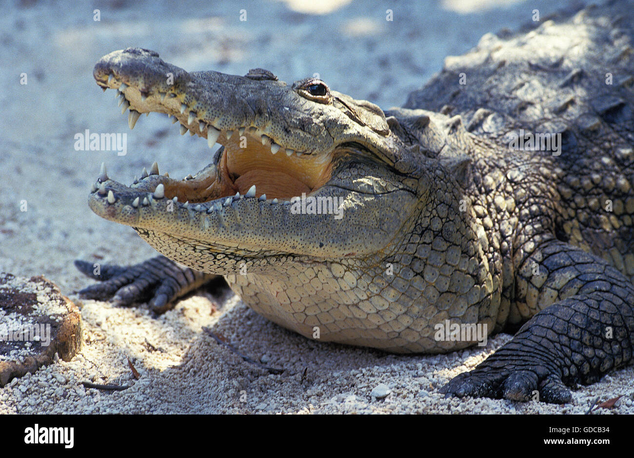 Morelets krokodil crocodilus moreletii -Fotos und -Bildmaterial in ...