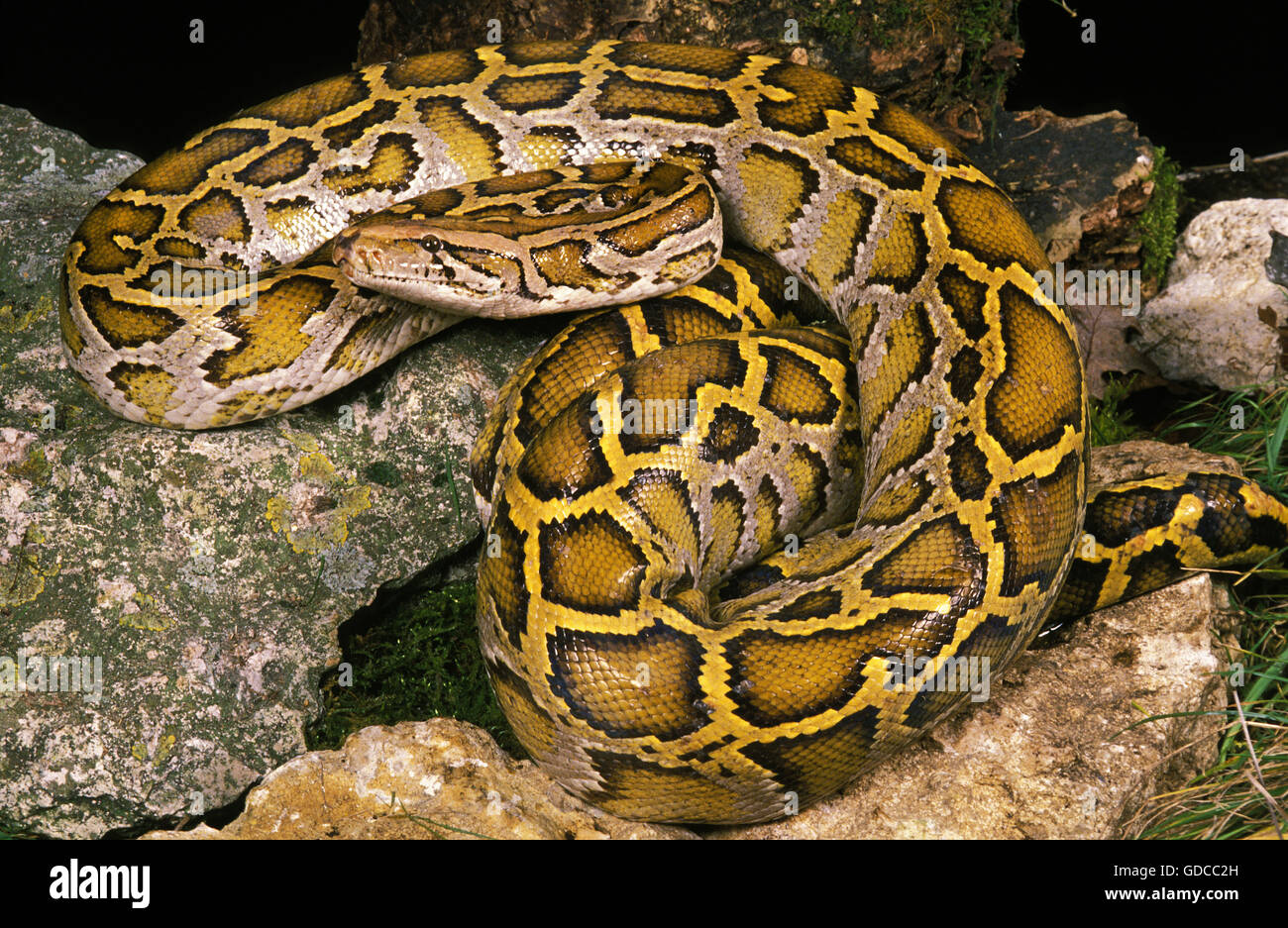 Indische Pythons Stockfotos und -bilder Kaufen - Alamy