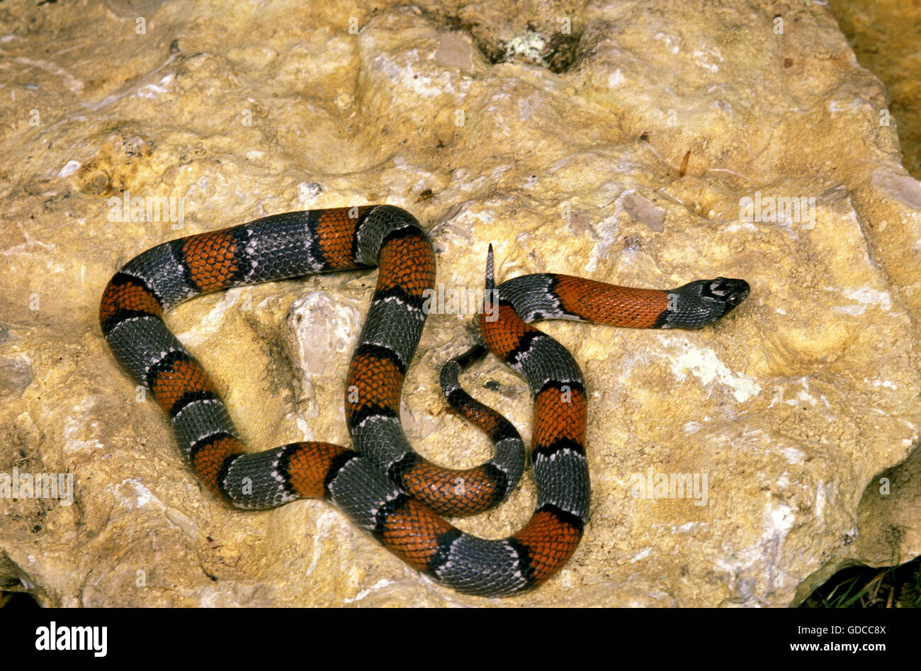 Blairs phase grey banded kingsnakes -Fotos und -Bildmaterial in hoher ...