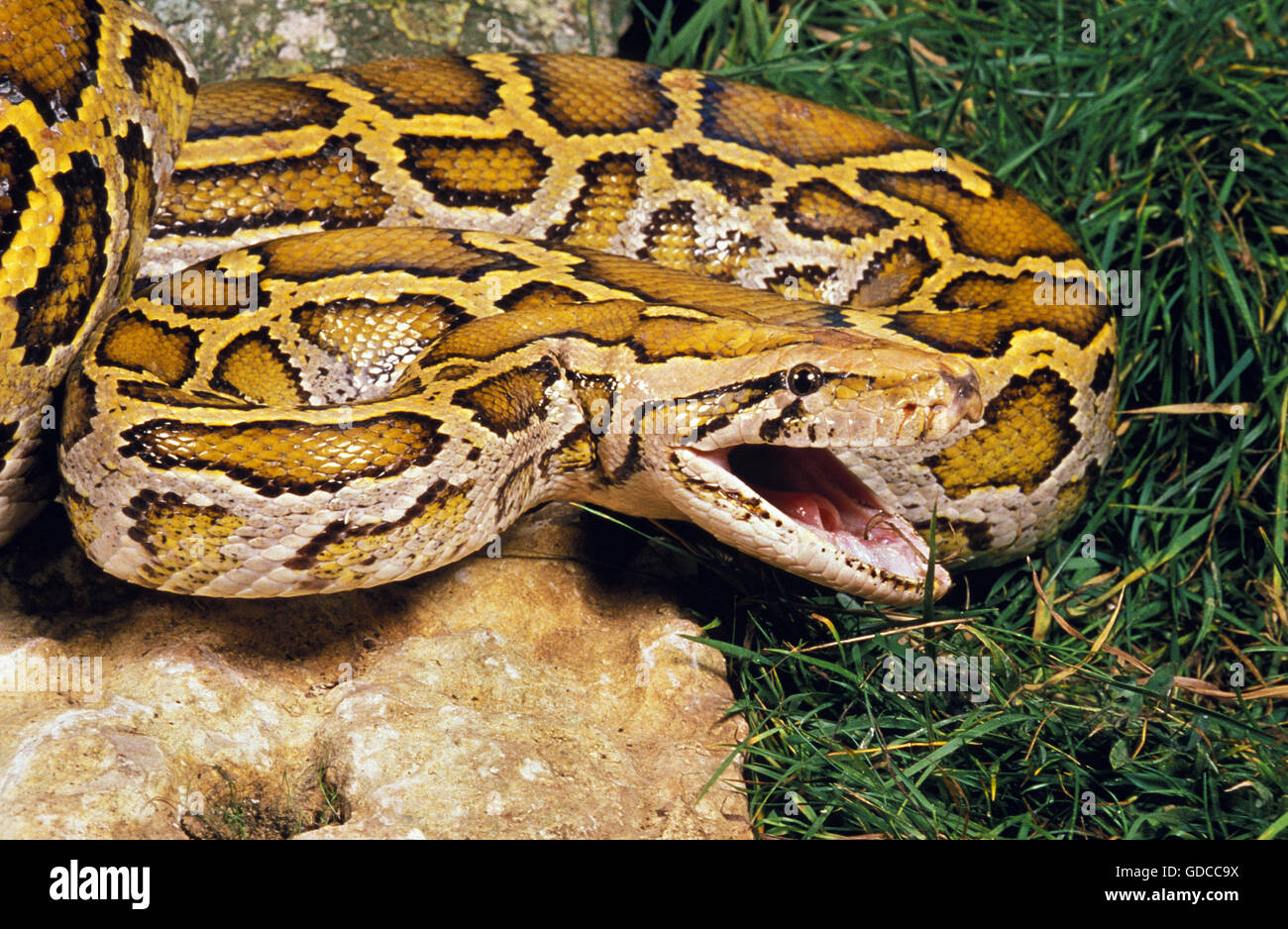 Indische pythons python molurus -Fotos und -Bildmaterial in hoher ...