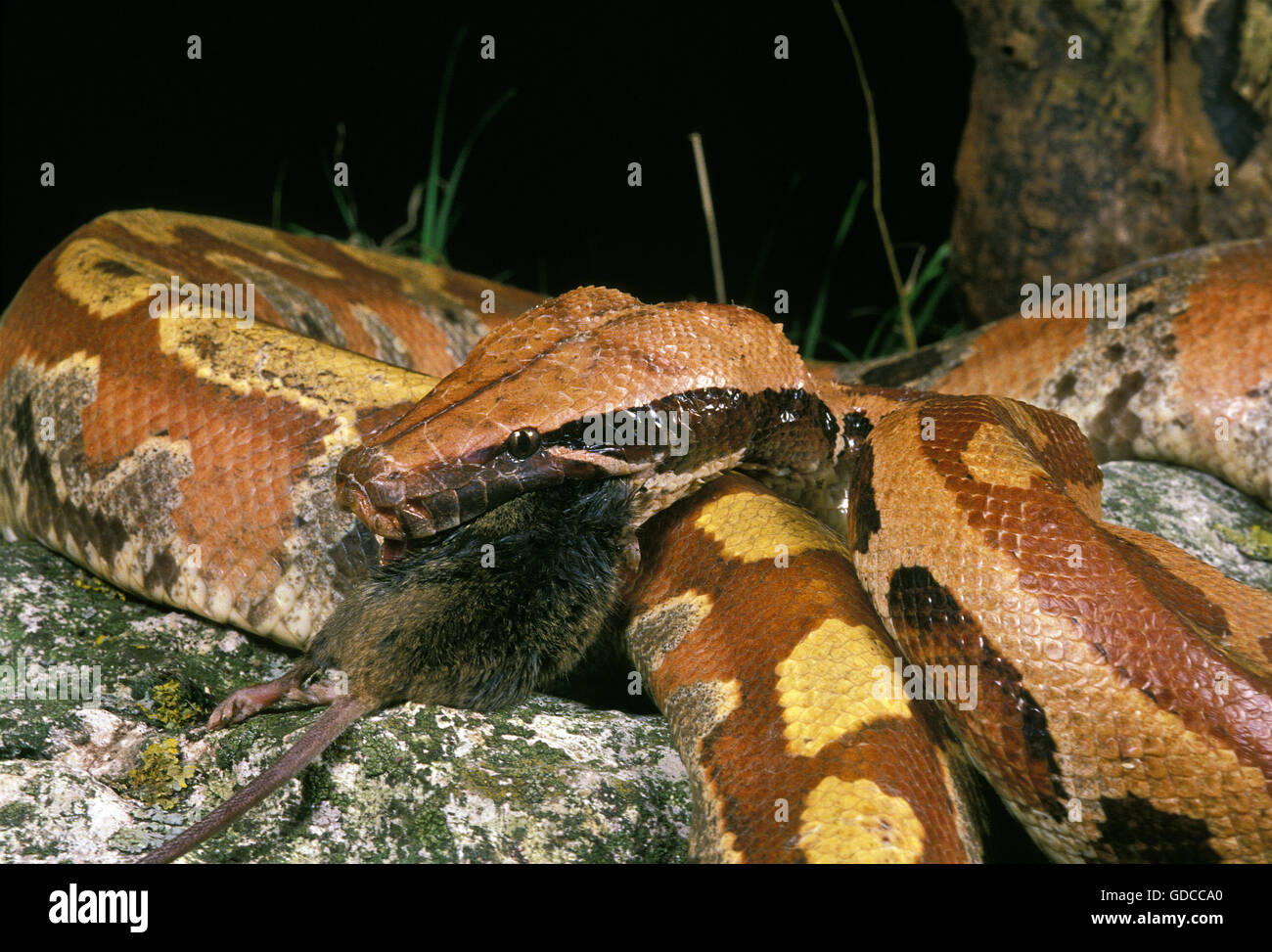 Sumatran Short Tailed Pythons Stockfotos und -bilder Kaufen - Alamy