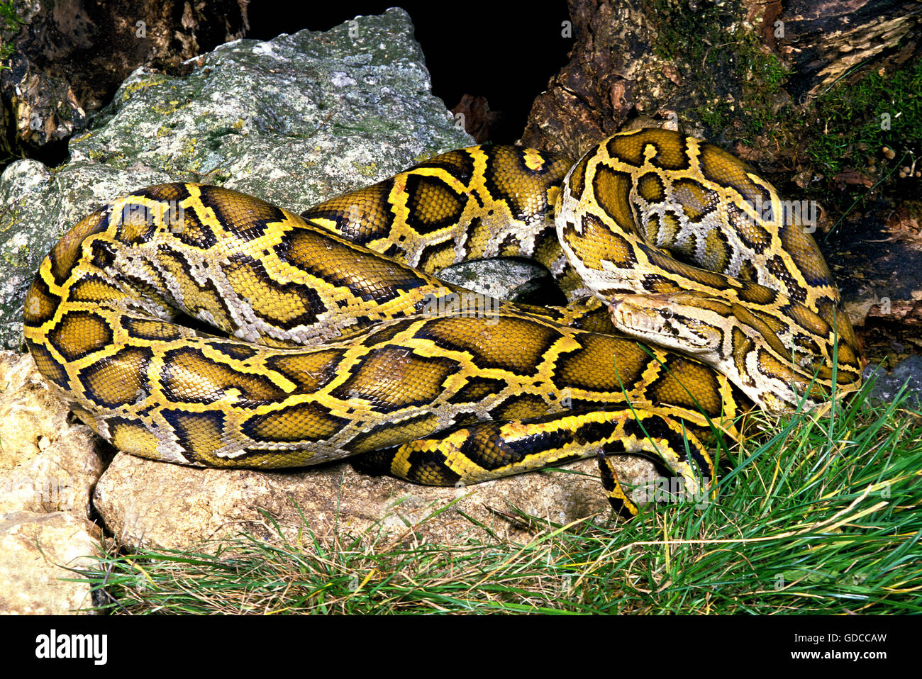 Indische Pythons Stockfotos und -bilder Kaufen - Alamy