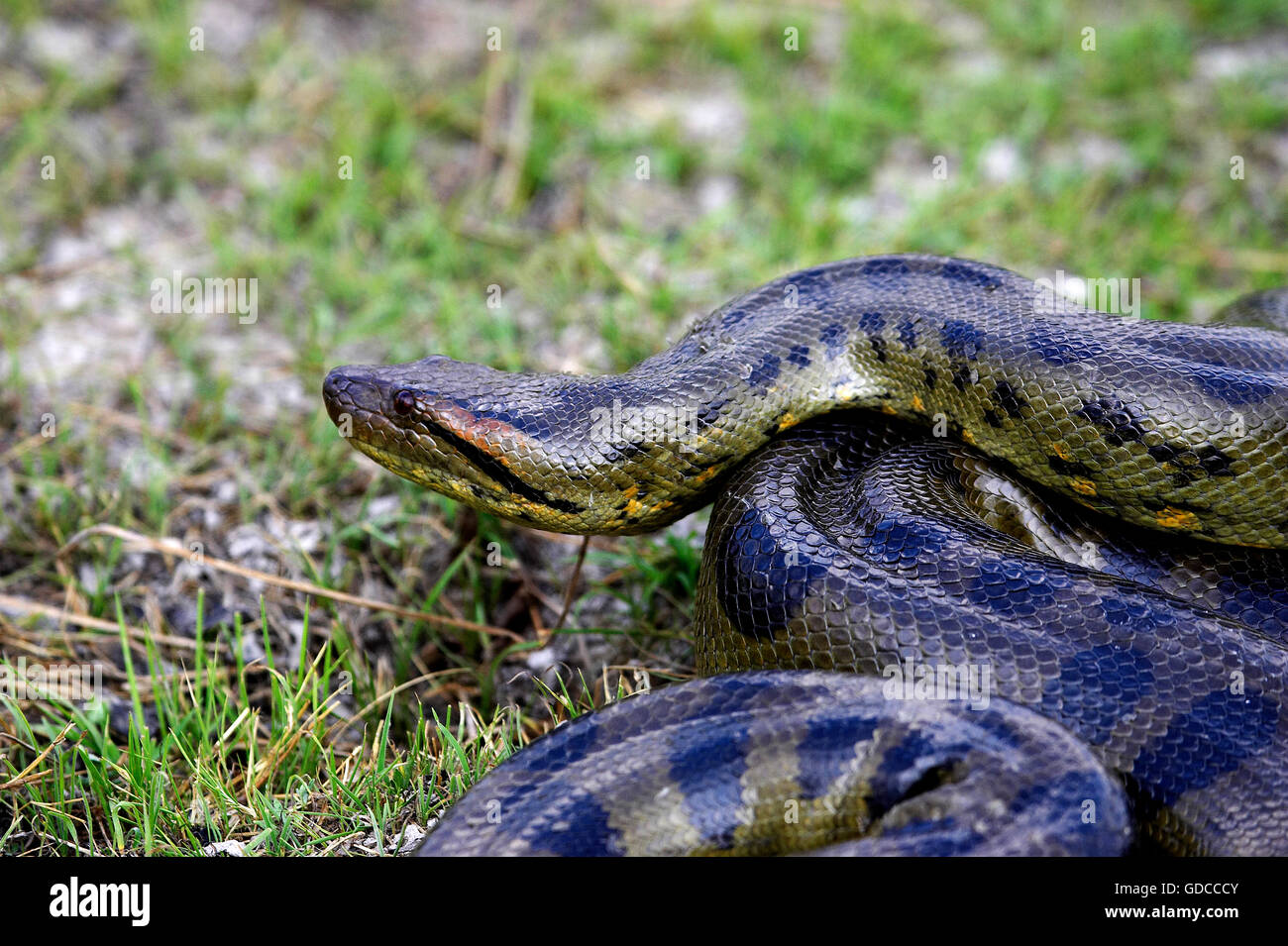 Grüne Anakonda, Eunectes Murinus, Los Lianos in Venezuela ...