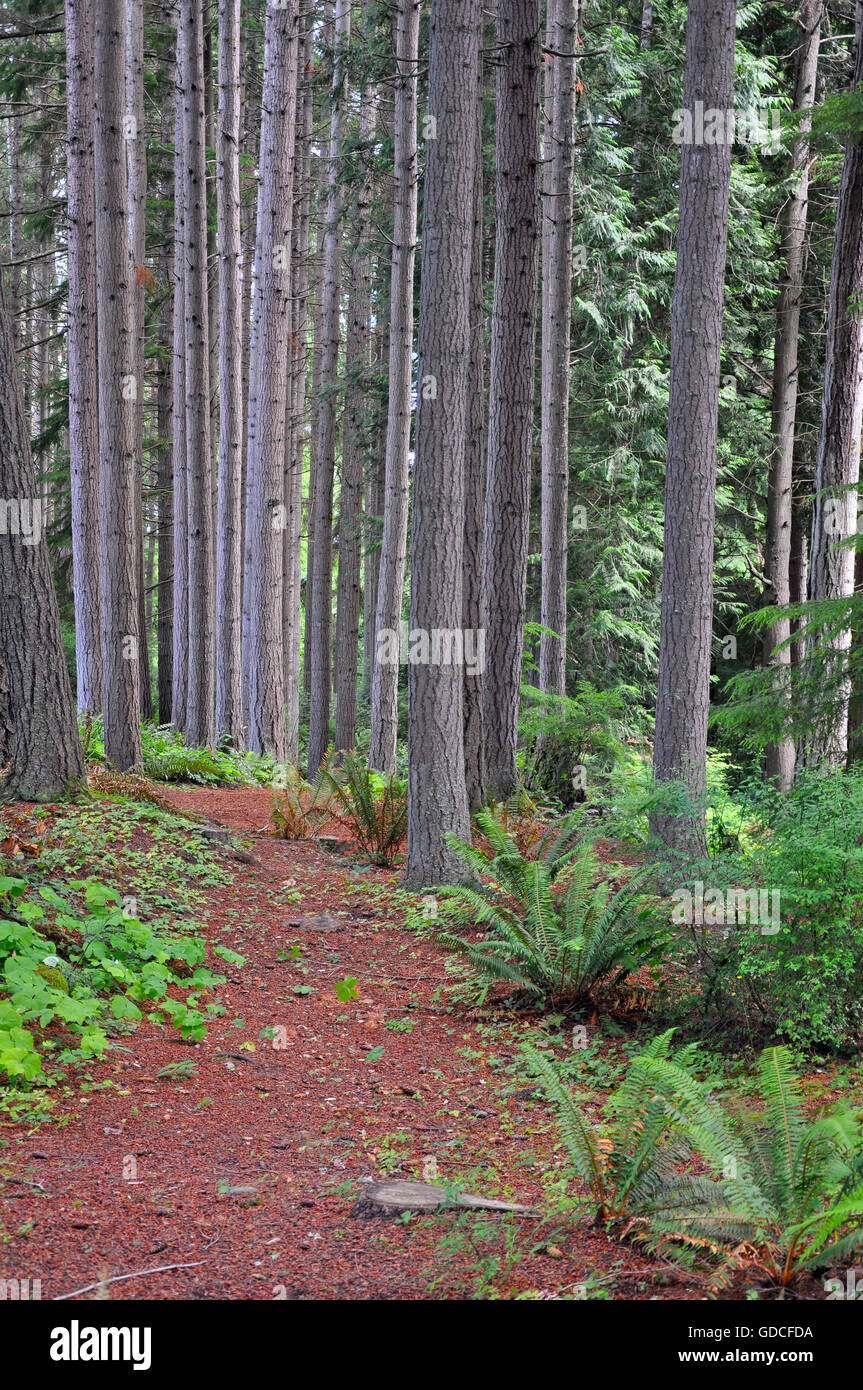 Douglasie baumrinde -Fotos und -Bildmaterial in hoher Auflösung – Alamy
