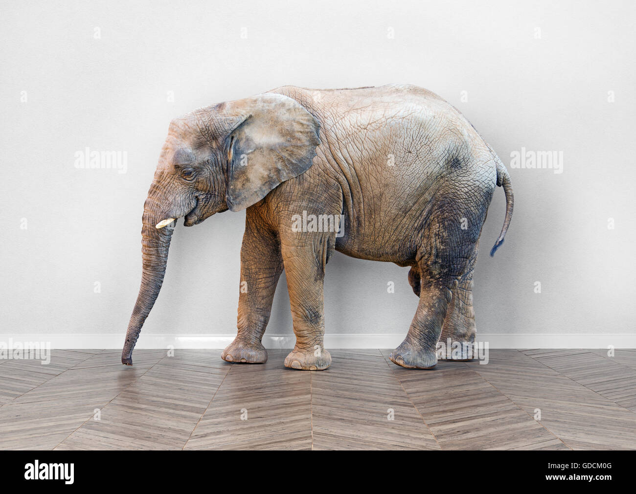 Elephant in room -Fotos und -Bildmaterial in hoher Auflösung – Alamy