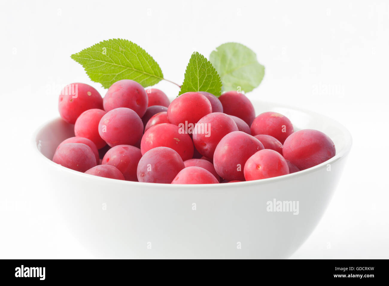 Myrobalan pflaume prunus cerasifera -Fotos und -Bildmaterial in hoher ...