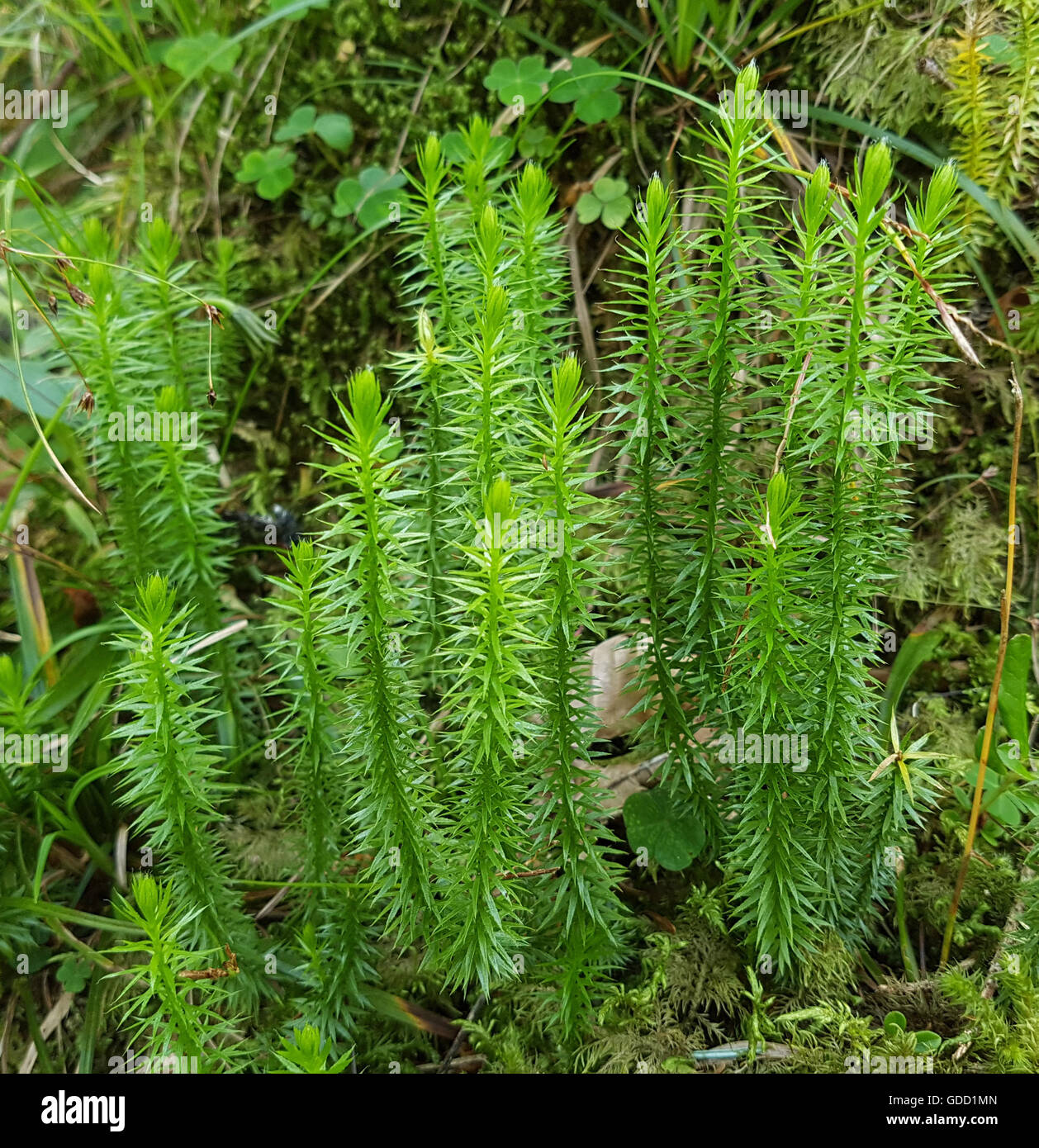 Lycopodium Clavatum Lycopodium Clavatum L. | Collections Online