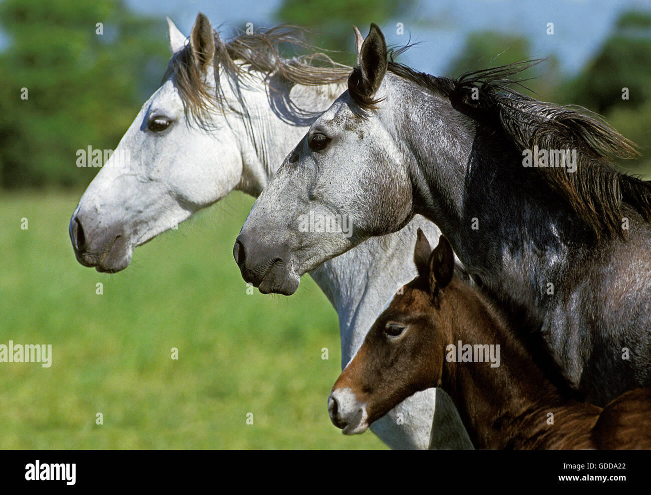 Lusitano fohlen -Fotos und -Bildmaterial in hoher Auflösung – Alamy