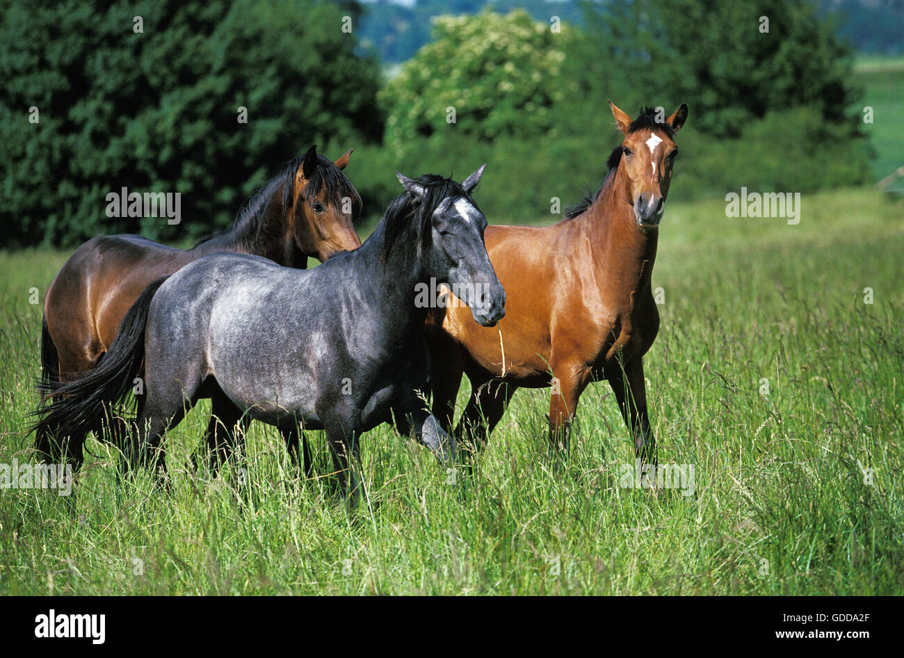 Lusitano Pferd Herde stehend auf Wiese Stockfotografie - Alamy