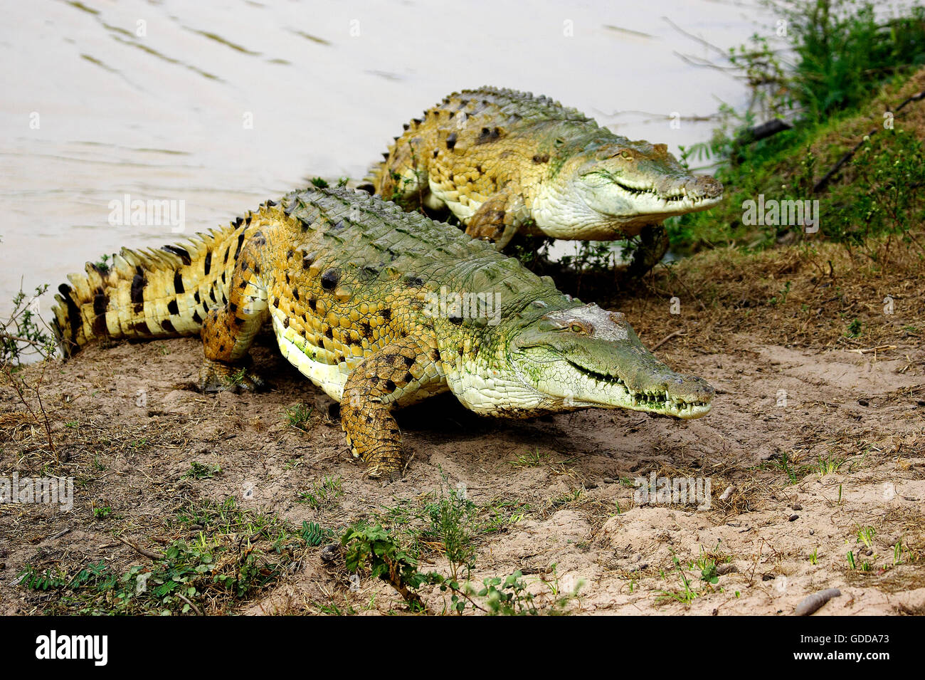 Orinoco Krokodil Crocodylus Intermedius, Erwachsene aus Fluss, Los ... Orinoco Krokodil Crocodylus Intermedius, Erwachsene aus Fluss, Los ...
