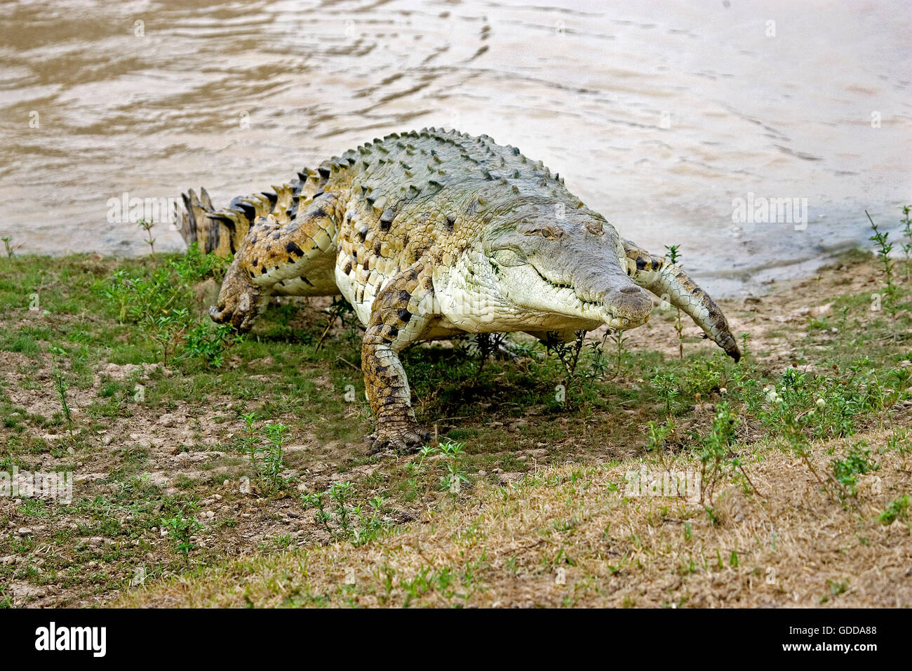 Orinoco Krokodil Crocodylus Intermedius, Erwachsenen aus Fluss, Los ...