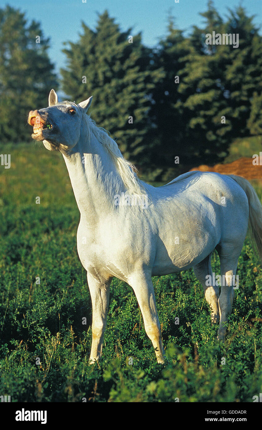 Hengst in flehmen -Fotos und -Bildmaterial in hoher Auflösung – Alamy