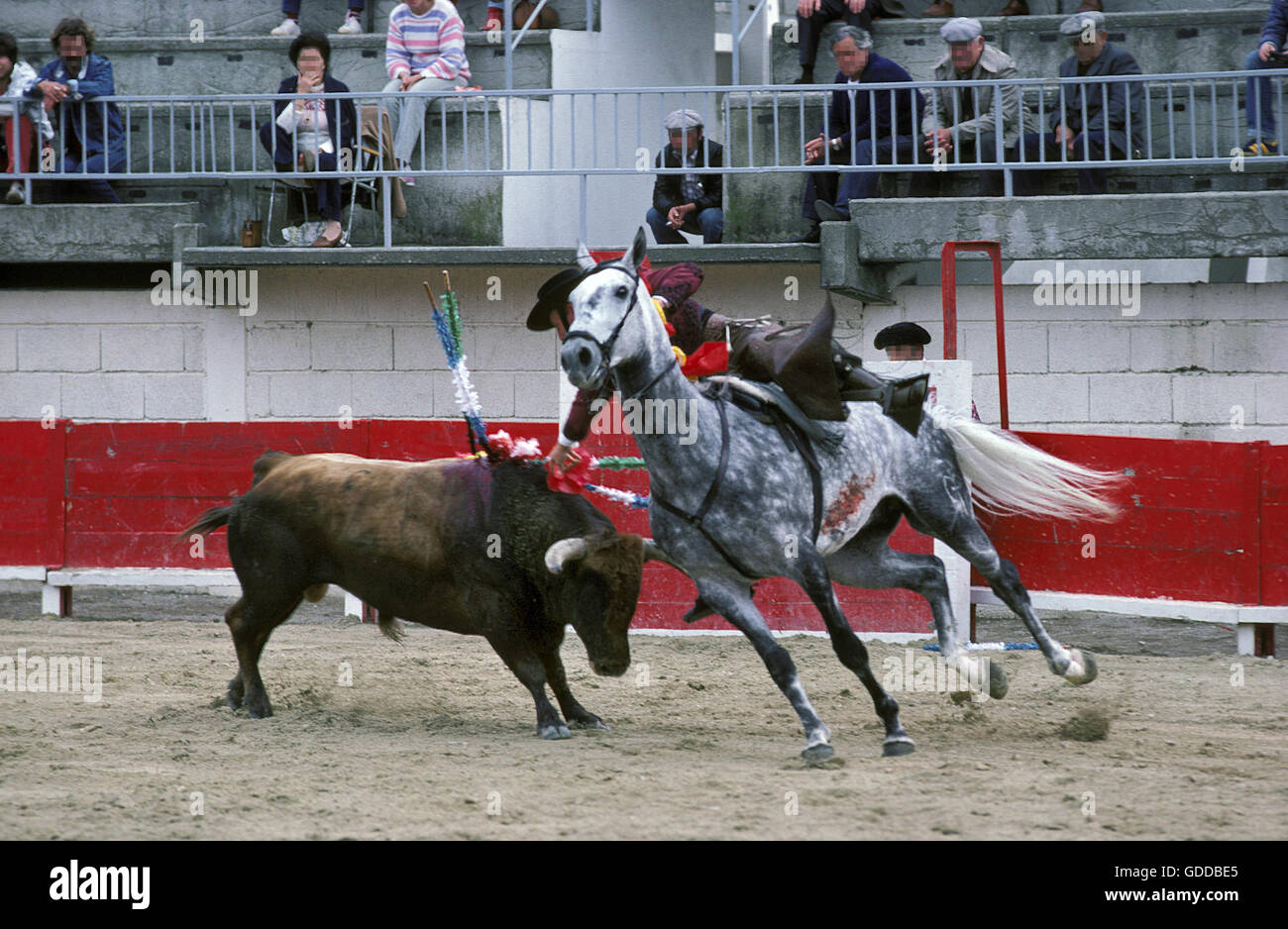 Bull fighting -Fotos und -Bildmaterial in hoher Auflösung – Alamy