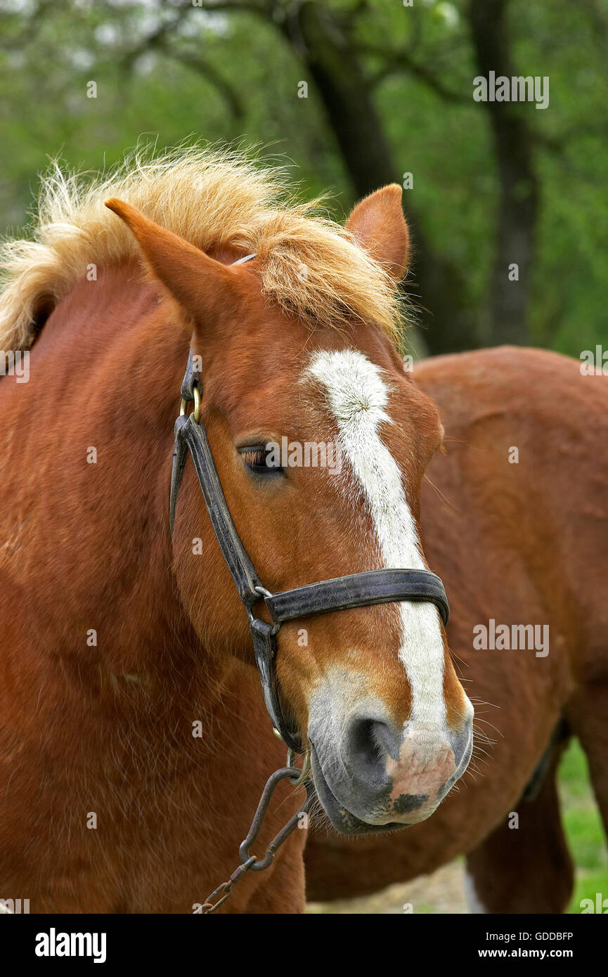 Bretagne Zugpferd, Porträt Stockfotografie - Alamy