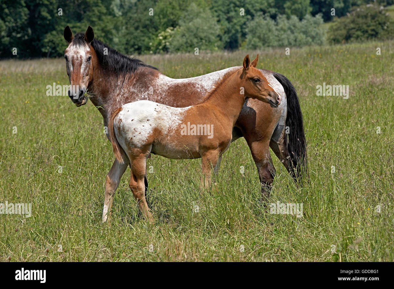 Appaloosa horse meadow -Fotos und -Bildmaterial in hoher Auflösung – Alamy