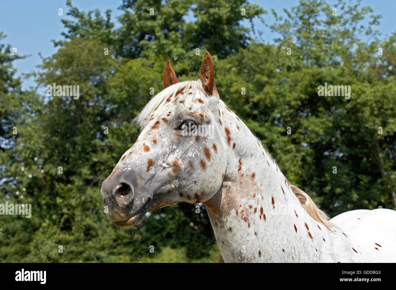 Der appaloosa -Fotos und -Bildmaterial in hoher Auflösung – Alamy