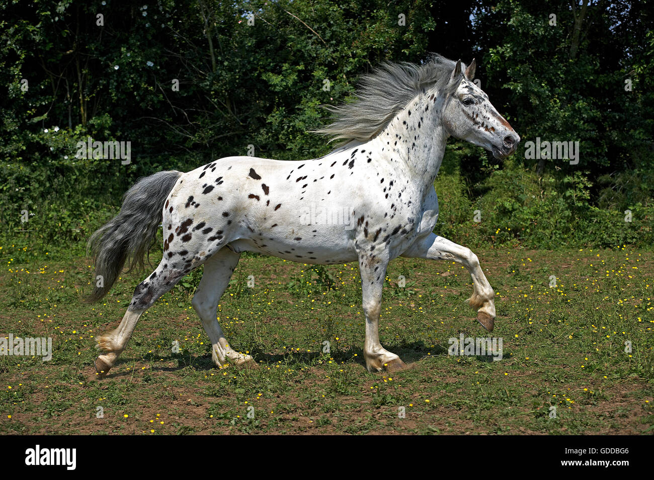 Appaloosa pferd -Fotos und -Bildmaterial in hoher Auflösung – Alamy