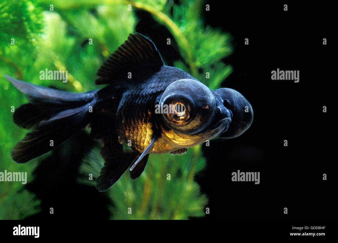 Black Dragon Eye Goldfish Dragon Eye Fancy Goldfish | Coldwater Fish
