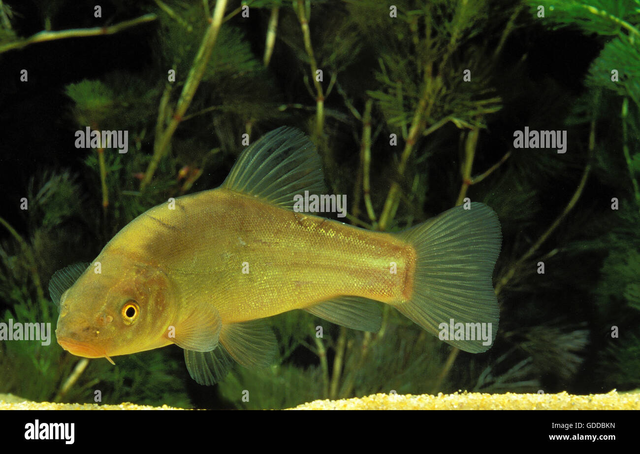 Tench tinca tinca -Fotos und -Bildmaterial in hoher Auflösung – Alamy