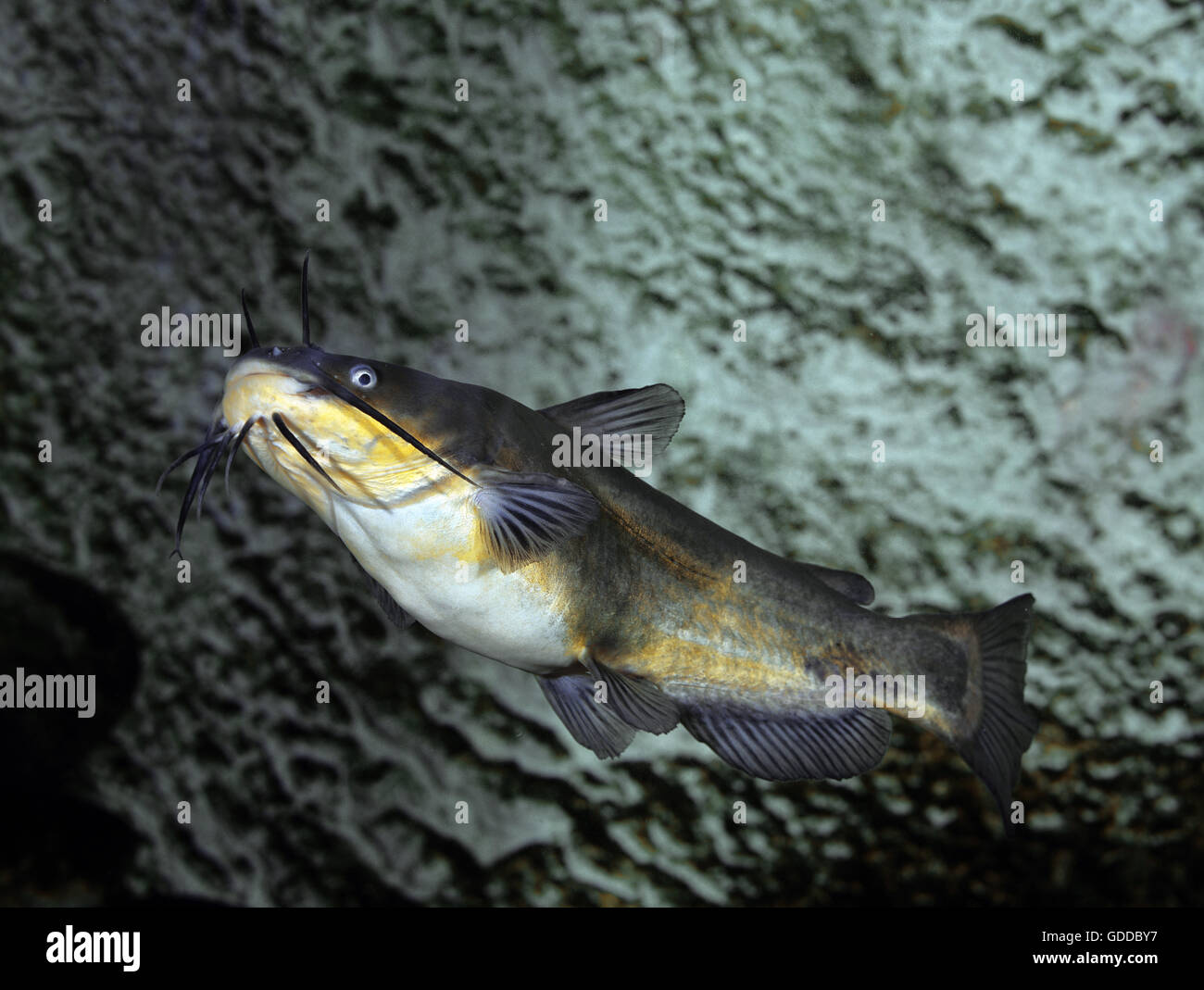 Ameiurus melas -Fotos und -Bildmaterial in hoher Auflösung – Alamy