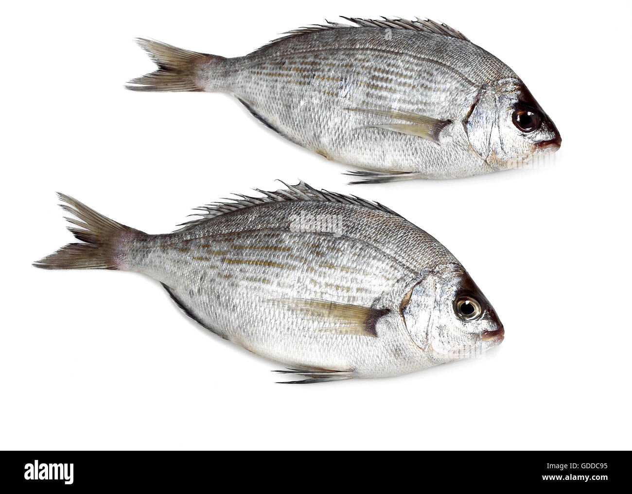 Fische Vor Schwarzem Hintergrund Stockfotos und -bilder Kaufen - Alamy