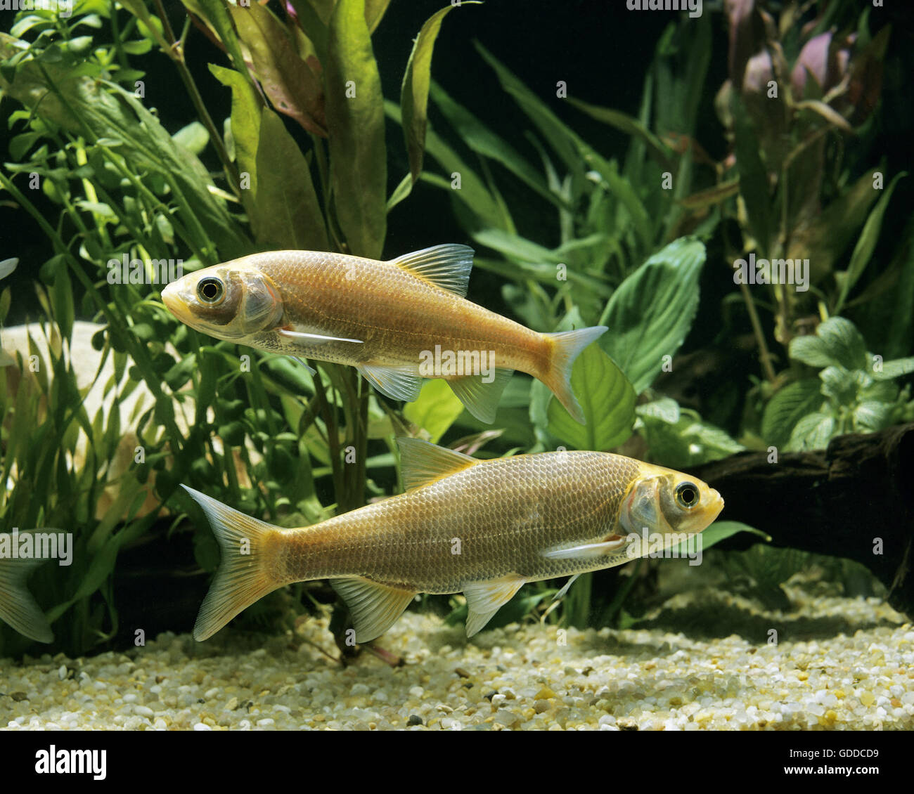 Orfe leuciscus idus -Fotos und -Bildmaterial in hoher Auflösung – Alamy