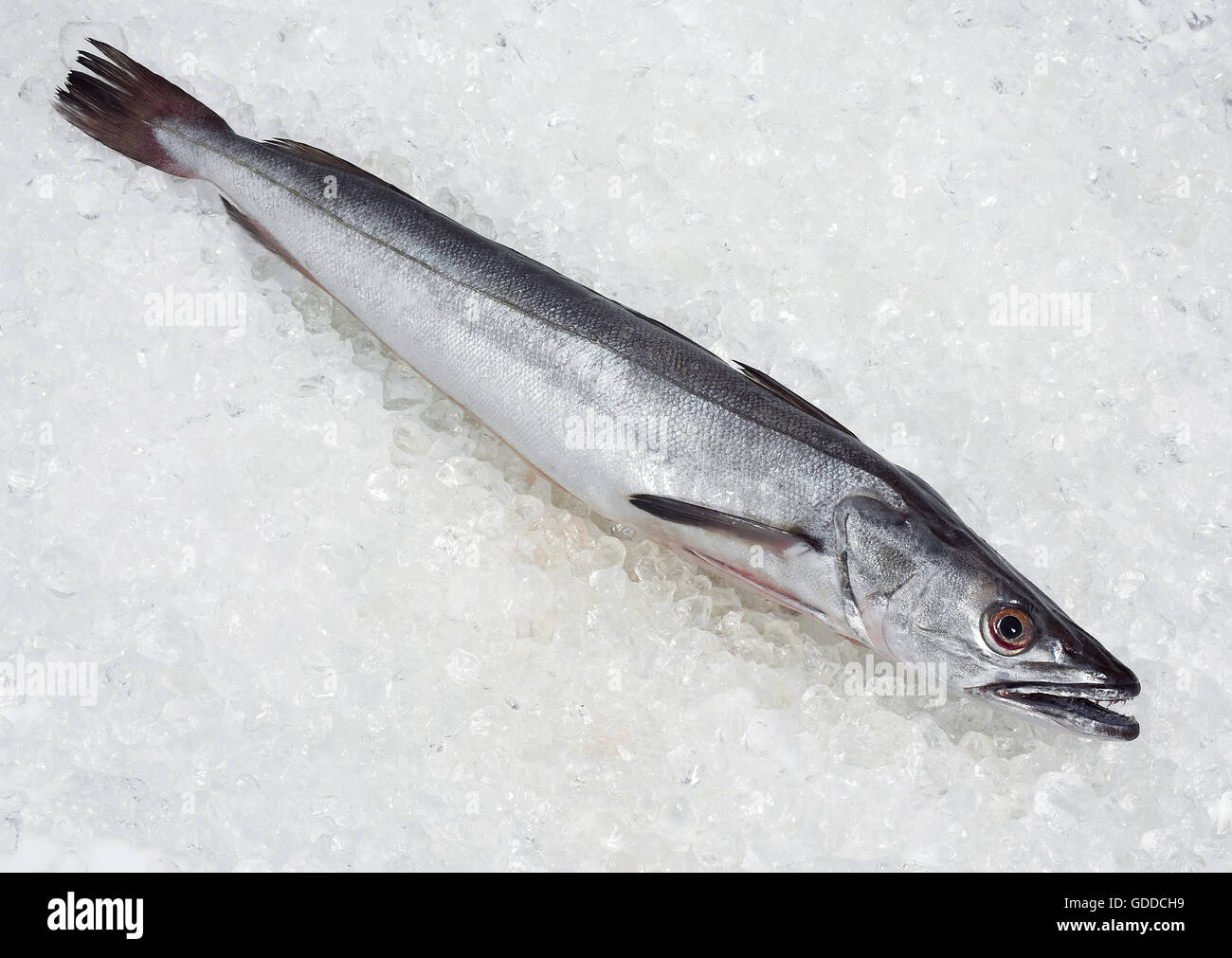 Pollachius spec -Fotos und -Bildmaterial in hoher Auflösung – Alamy