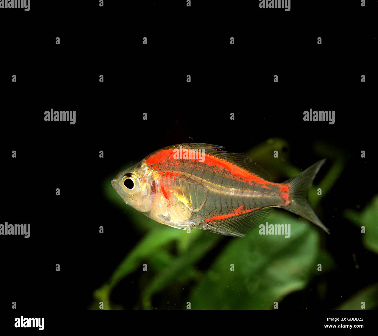 Siamesischer glasfisch -Fotos und -Bildmaterial in hoher Auflösung – Alamy