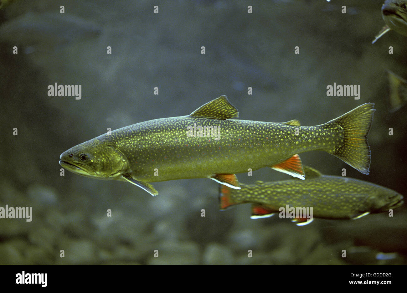Arktischer saibling -Fotos und -Bildmaterial in hoher Auflösung – Alamy