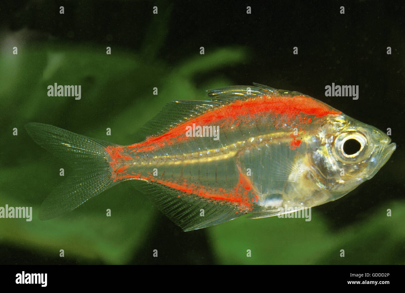 Siamesischer glasfisch -Fotos und -Bildmaterial in hoher Auflösung – Alamy
