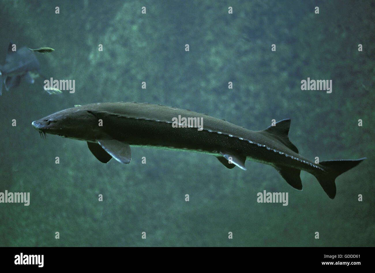 Stör, Acipenser sp, Fisch Eier für Kaviar Stockfotografie - Alamy