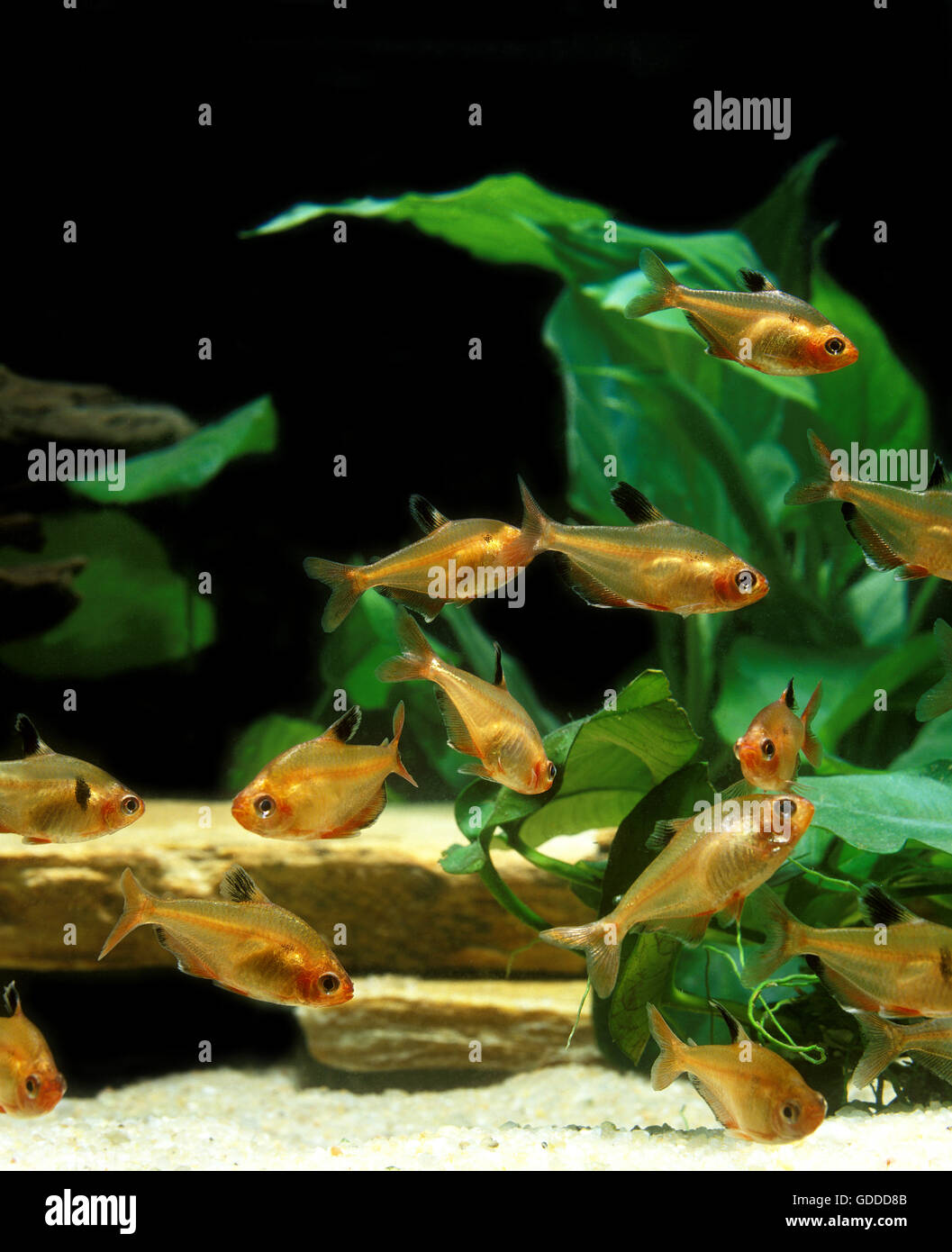 SERPAE TETRA Hyphessobrycon serpae Stockfotografie - Alamy