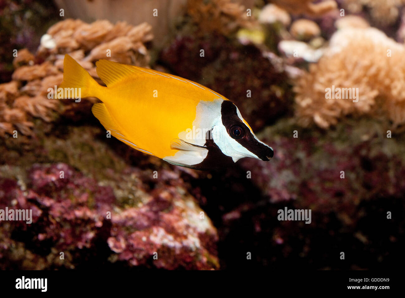 Fox face -Fotos und -Bildmaterial in hoher Auflösung – Alamy