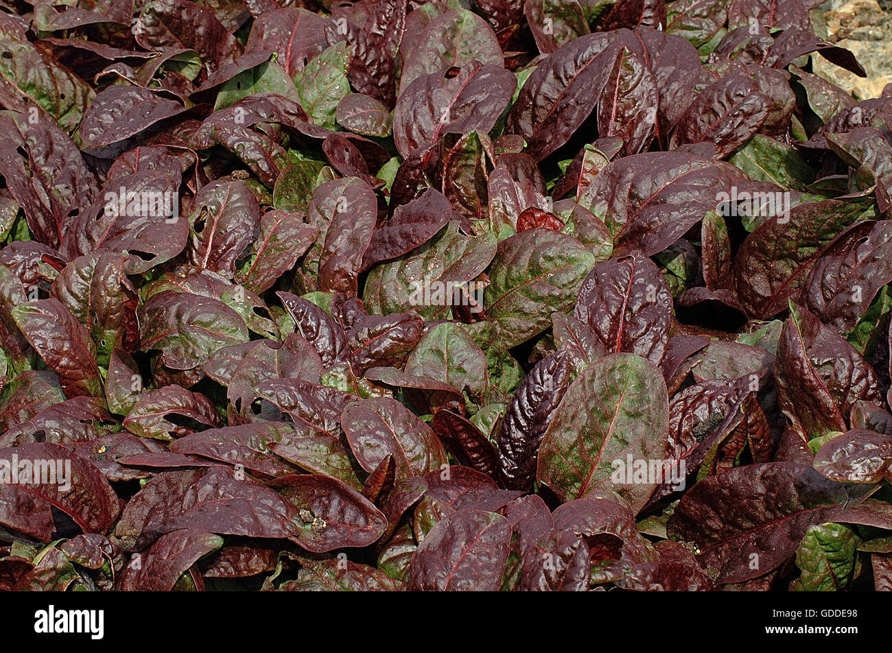 Roter sauerampfer -Fotos und -Bildmaterial in hoher Auflösung – Alamy