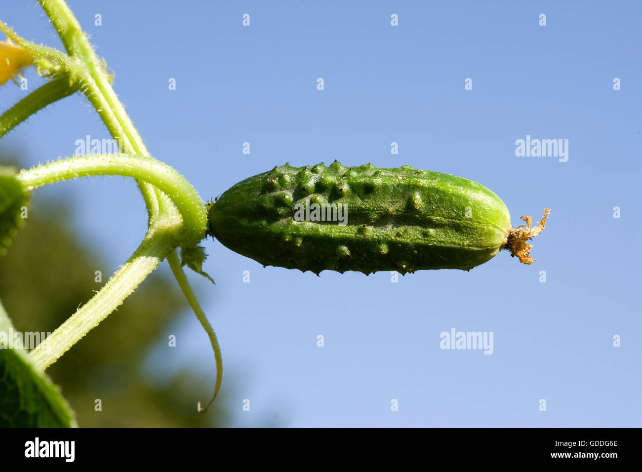 Gurke oder Gurke, Cucumis Sativus, Garten in der Normandie ...