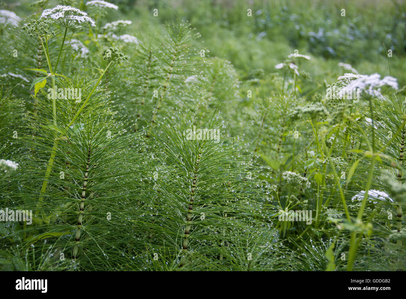 Schweiz, Europa, Baselland, Anwil, Naturschutzgebiet, nasse Wiese ...