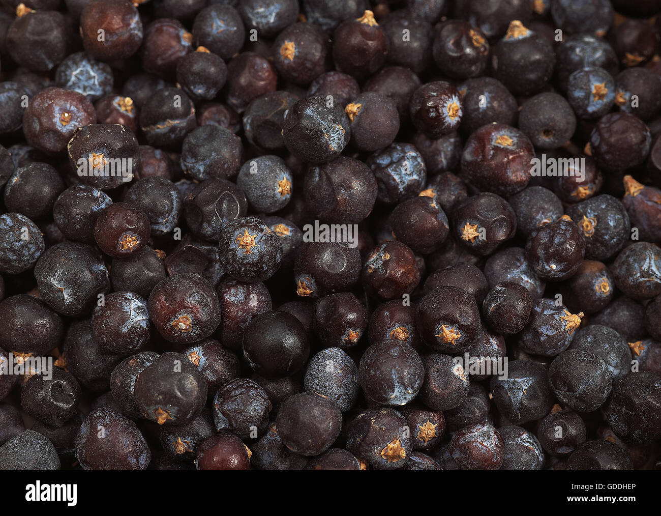 Wacholderbeere juniperus communis -Fotos und -Bildmaterial in hoher ...