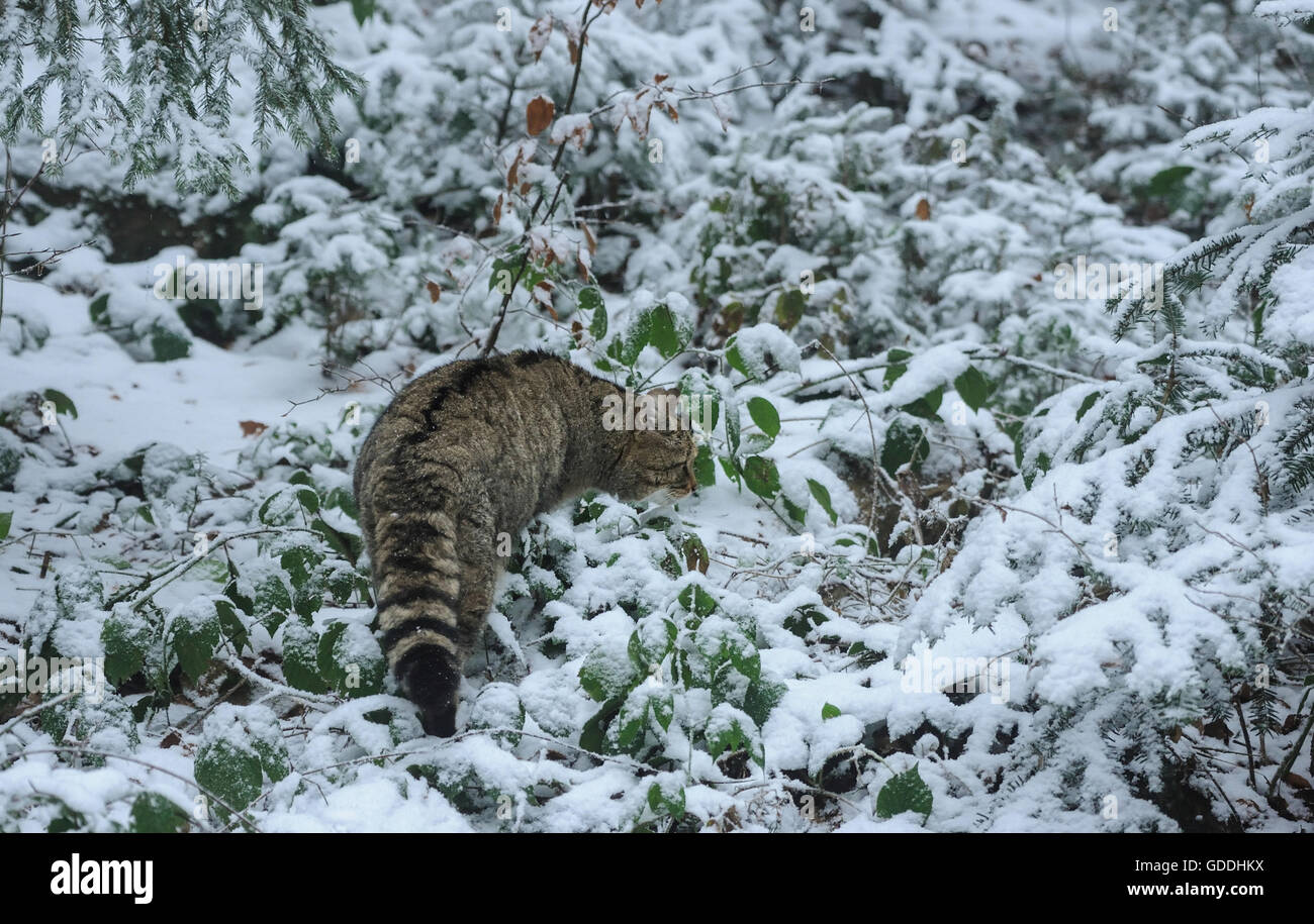 Common wild cat -Fotos und -Bildmaterial in hoher Auflösung – Alamy