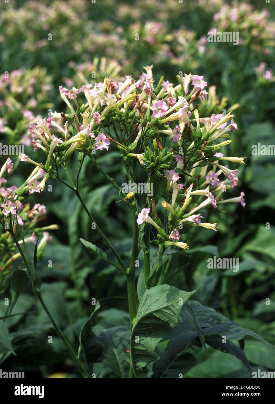 Tobacco plant nicotiana tabacum -Fotos und -Bildmaterial in hoher ...