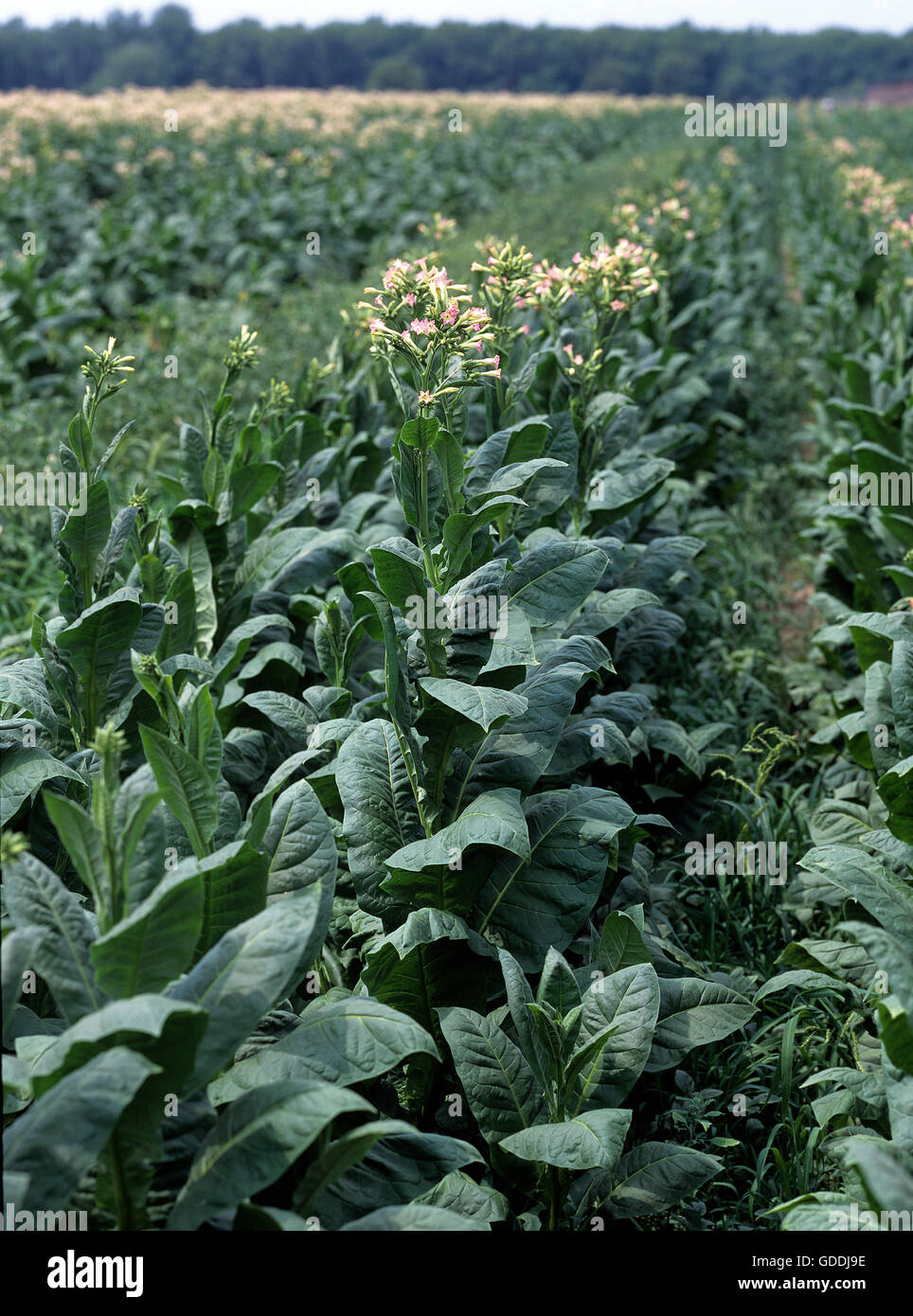 Nicotiana tabacum -Fotos und -Bildmaterial in hoher Auflösung – Alamy